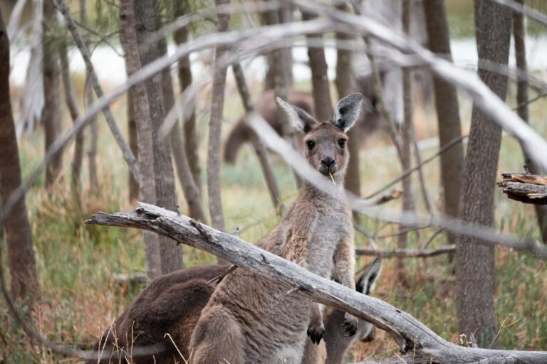 The only Perth to Kalbarri Road Trip Itinerary You'll Need 2023